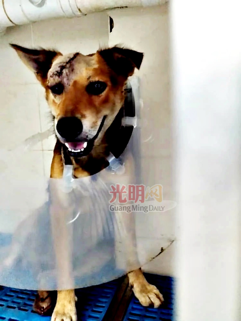 Doge fights off bandits with knives. Injured badly