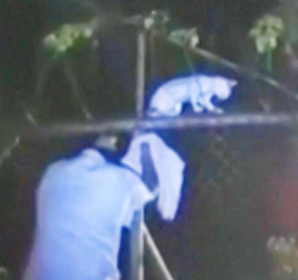 【视频】监狱旁出现的猫咪 竟然是在运毒！ | 国际 | 2025-05-21 – 光明日报