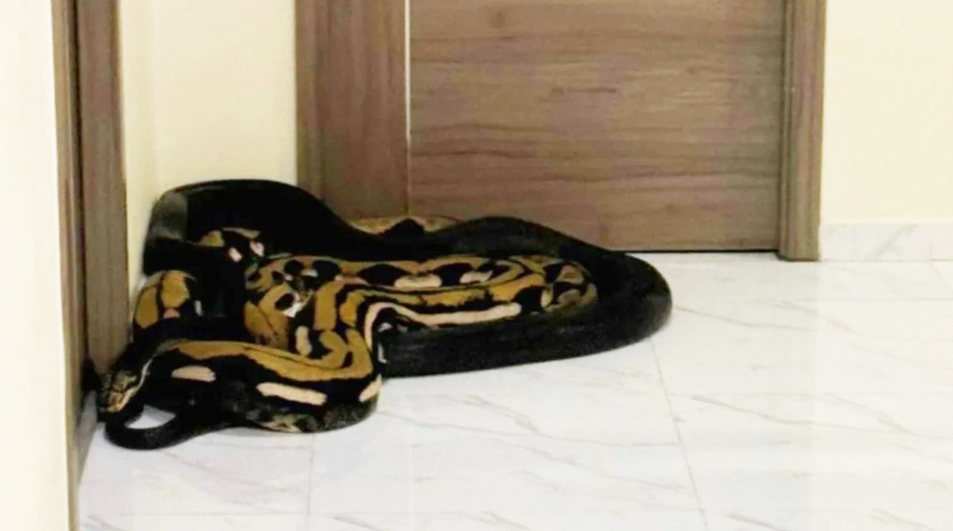 指管理层无视违规养宠物投诉 住户放2蛇到公寓走廊抗议 | 国际 | 2025-05-21 – 光明日报